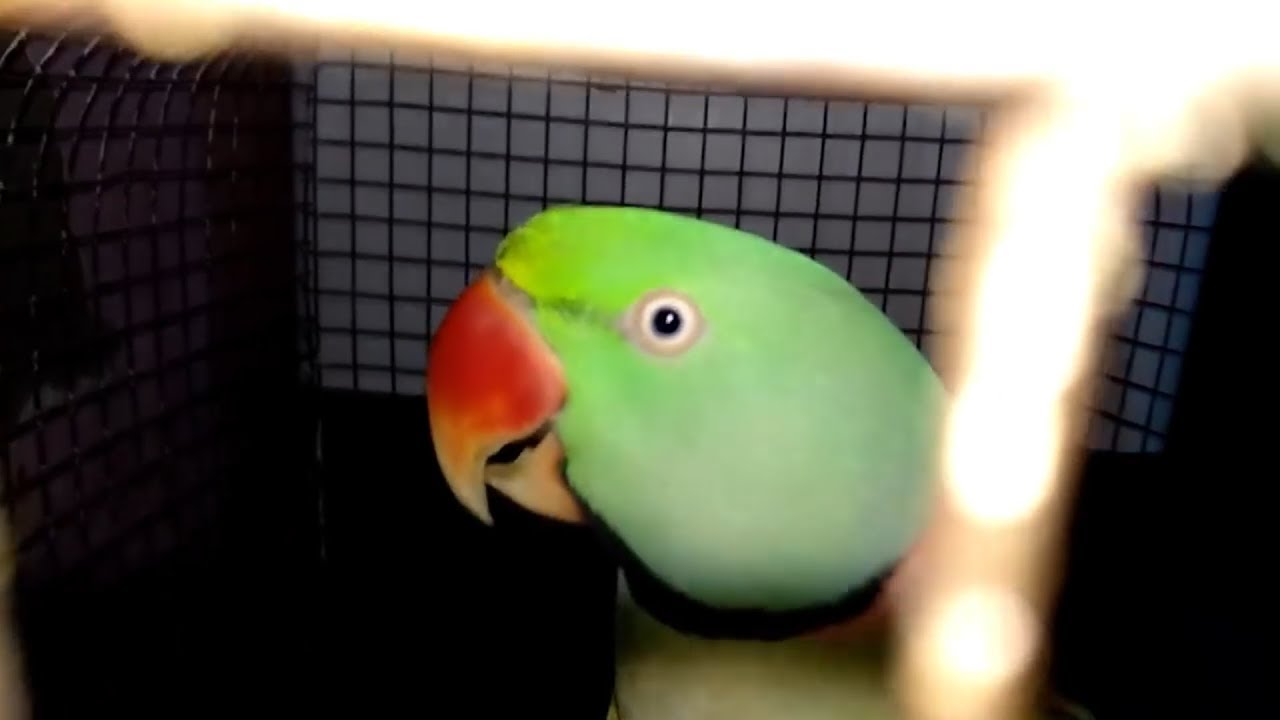Best talking parrot in the world | must watch | 2018 - YouTube
