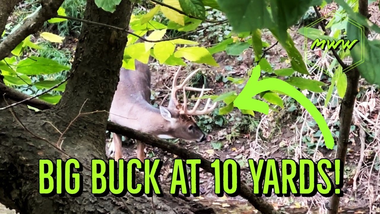 Big Ohio Buck at 10 Yards! -- Breaking Down My First Week of Deer ...