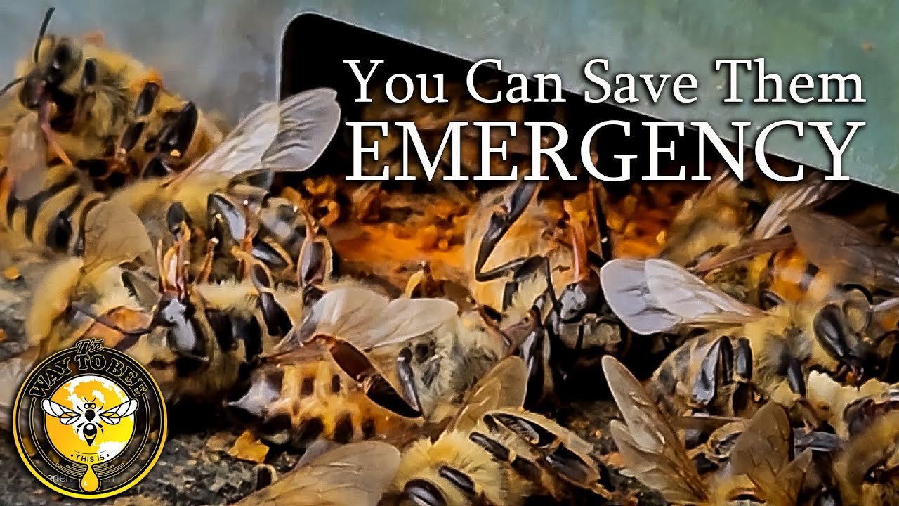 Honey Bees Starving To Death, but they can be saved if you act in time ...