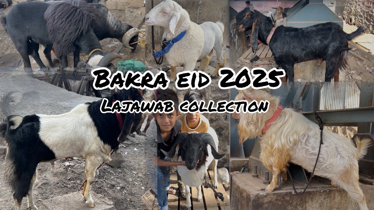 Bakra Eid 2025 ka lajawab collection at Abdulla goat 🐐 farm. Bandra ...