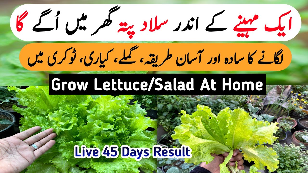 Salad Patta Ghr Main Kaise Ugaein | How to Grow Lettuce At Home | Salad ...