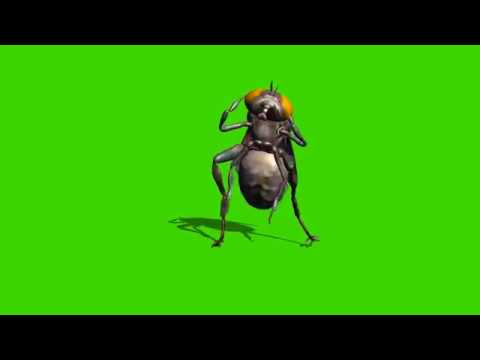 Green Screen House Fly Dance - YouTube
