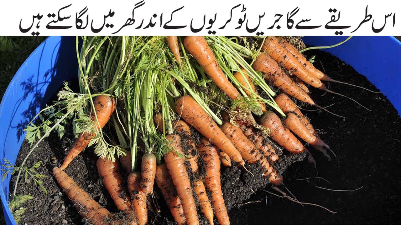 How To Grow Carrot / Gajar🥕 At Home | Gajar Ugane Ka Asan Tarika - YouTube