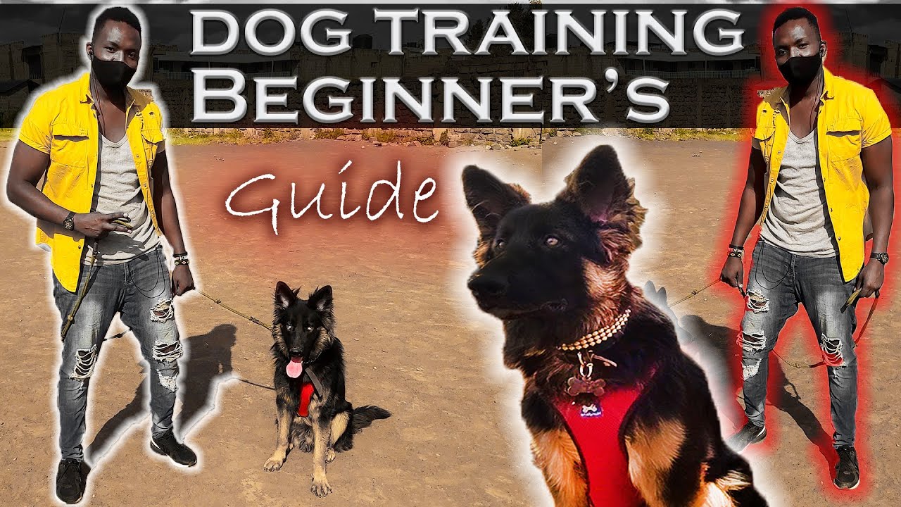 GERMAN SHEPHERD PUPPY TRAINING / SIT DOWN / FETCH / INTELLIGENT PUPPY ...