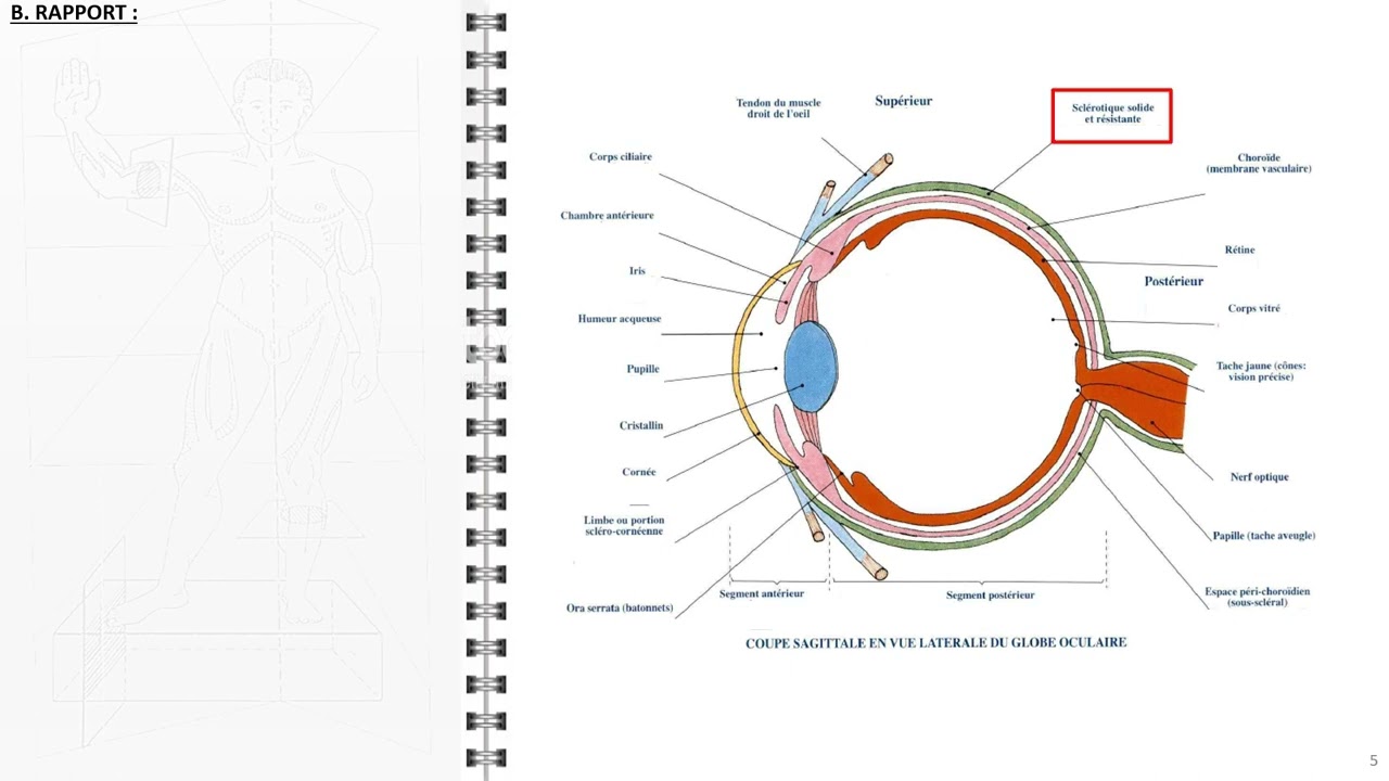 ANATOMIE FMPM ANATOMIE DE LA SCLEROTIQUE - YouTube