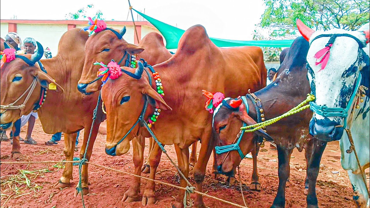 ఎడ్లు అమ్మబడును తెలంగాణ సంగారెడ్డి న్యాల్కల్ 🐂 bulls for sale telangana ...