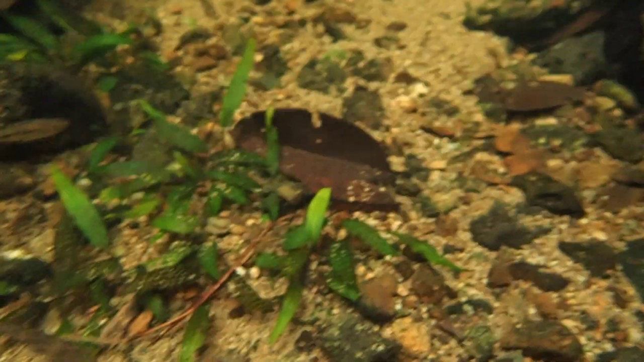 Barbodes everetii (clown barb) swimming around Cryptocoryne keei - YouTube
