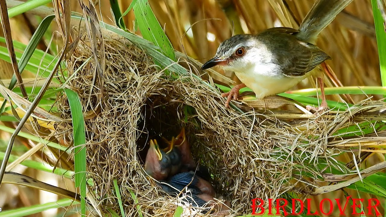 As the great hunter ,sparrow hunting grasshopper and blue worm to feed ...