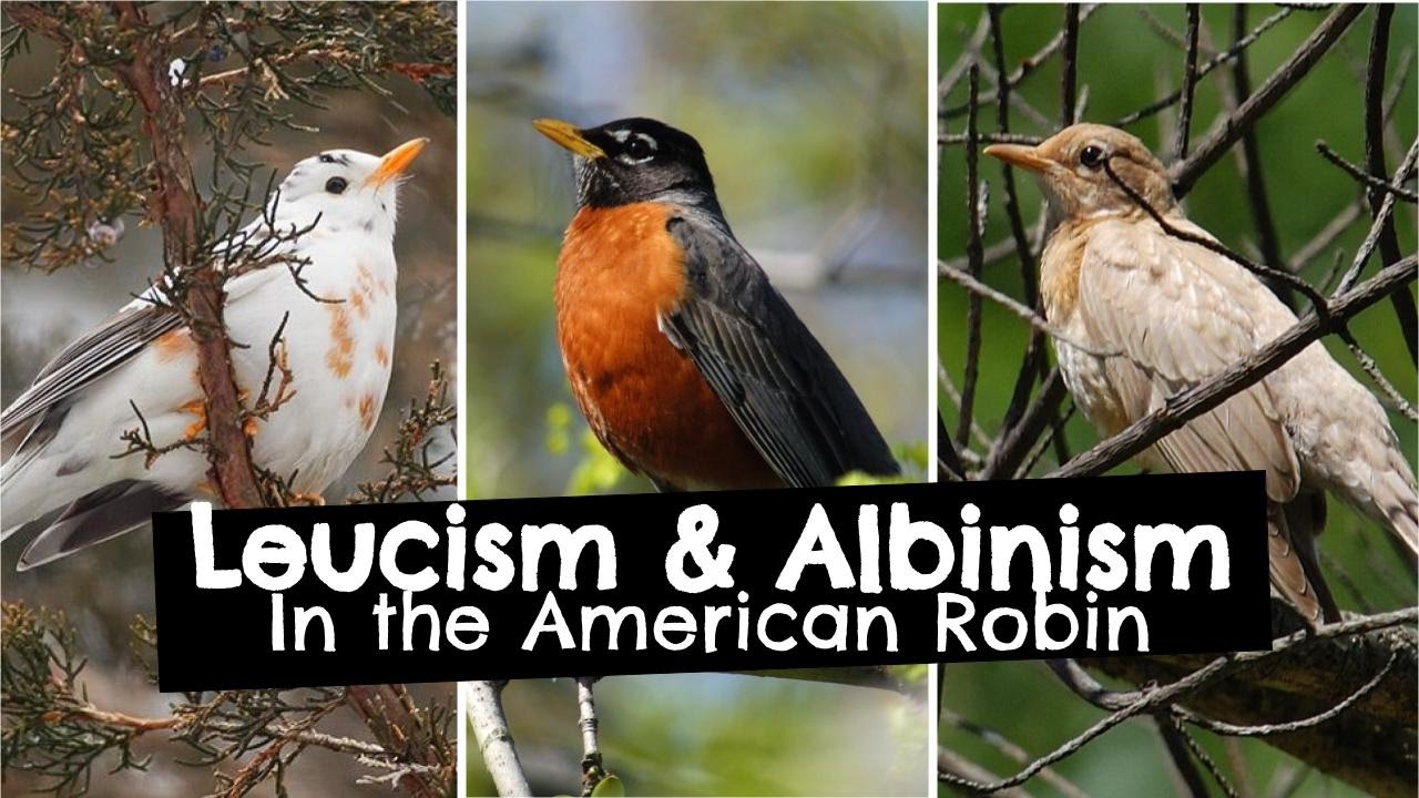 Leucism and Albinism in American Robins - YouTube