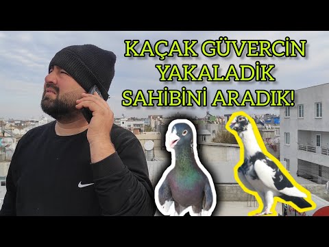 KAÇAK GÜVERCİN YAKALADİK SAHİBİNİ ARADİK KÜFÜR ETTİ...