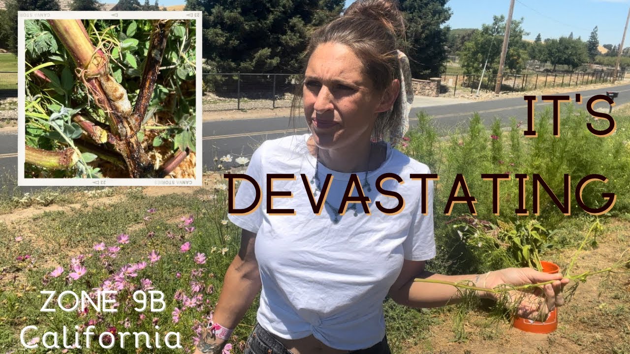 Devistation Hit the Farm #zone9b #cutflowers #gardening - YouTube