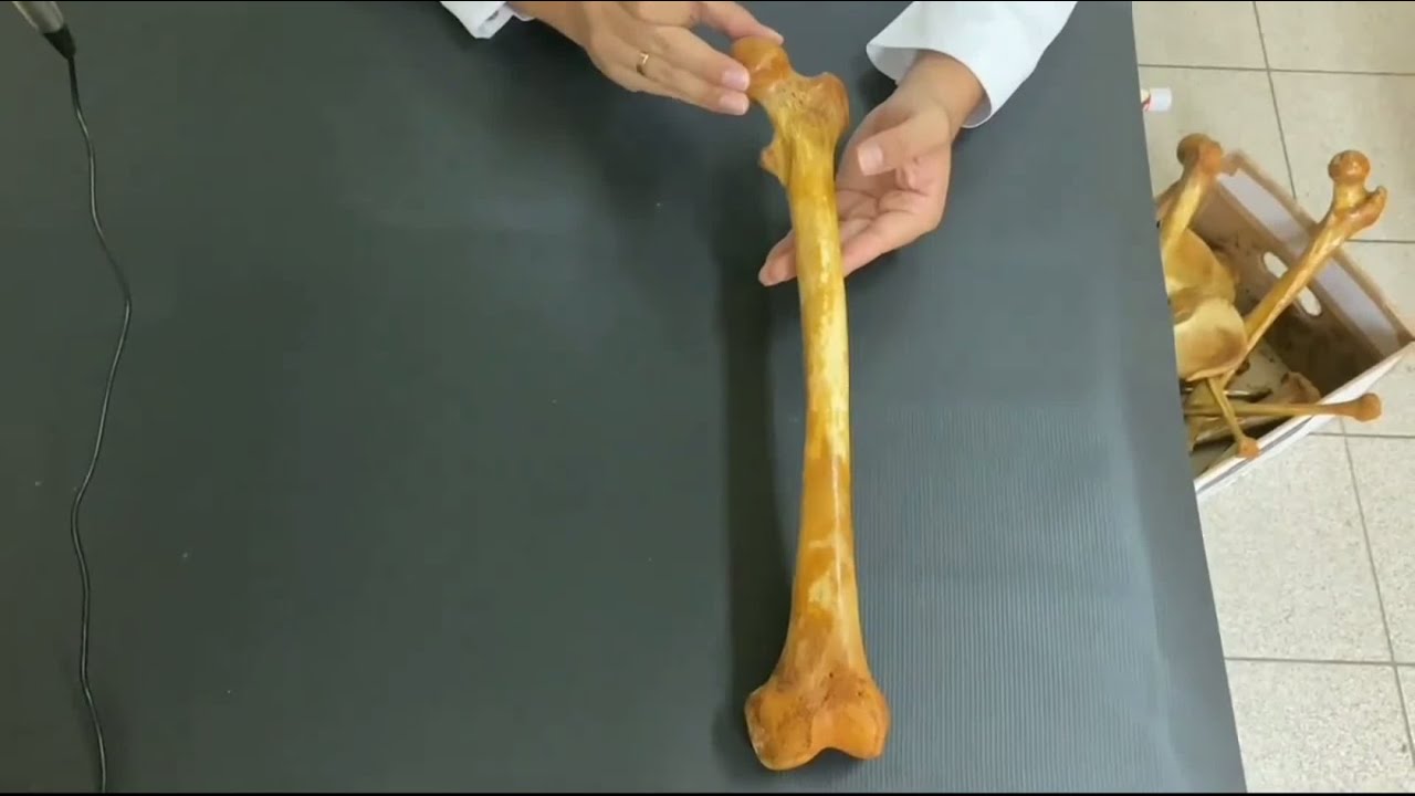 Anatomia Do Femur Illustration Of Proximal Extremity Area Of The