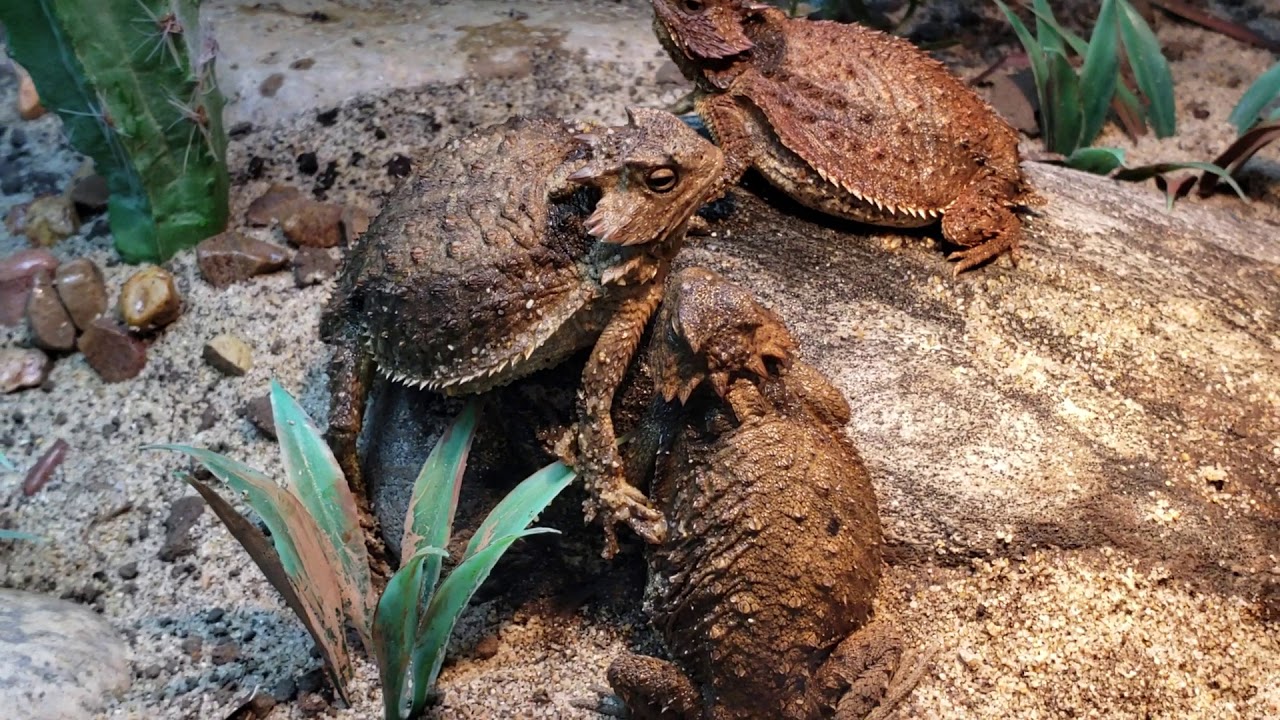 Phrynosoma braconnieri (short tailed horned lizard) - YouTube
