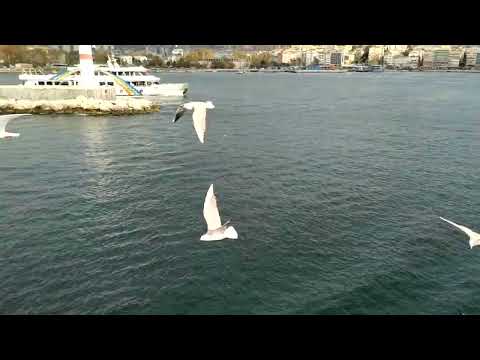Ferry Ride, Seagulls, fun, Bosphorus Kadikoy Istanbul Turkiye