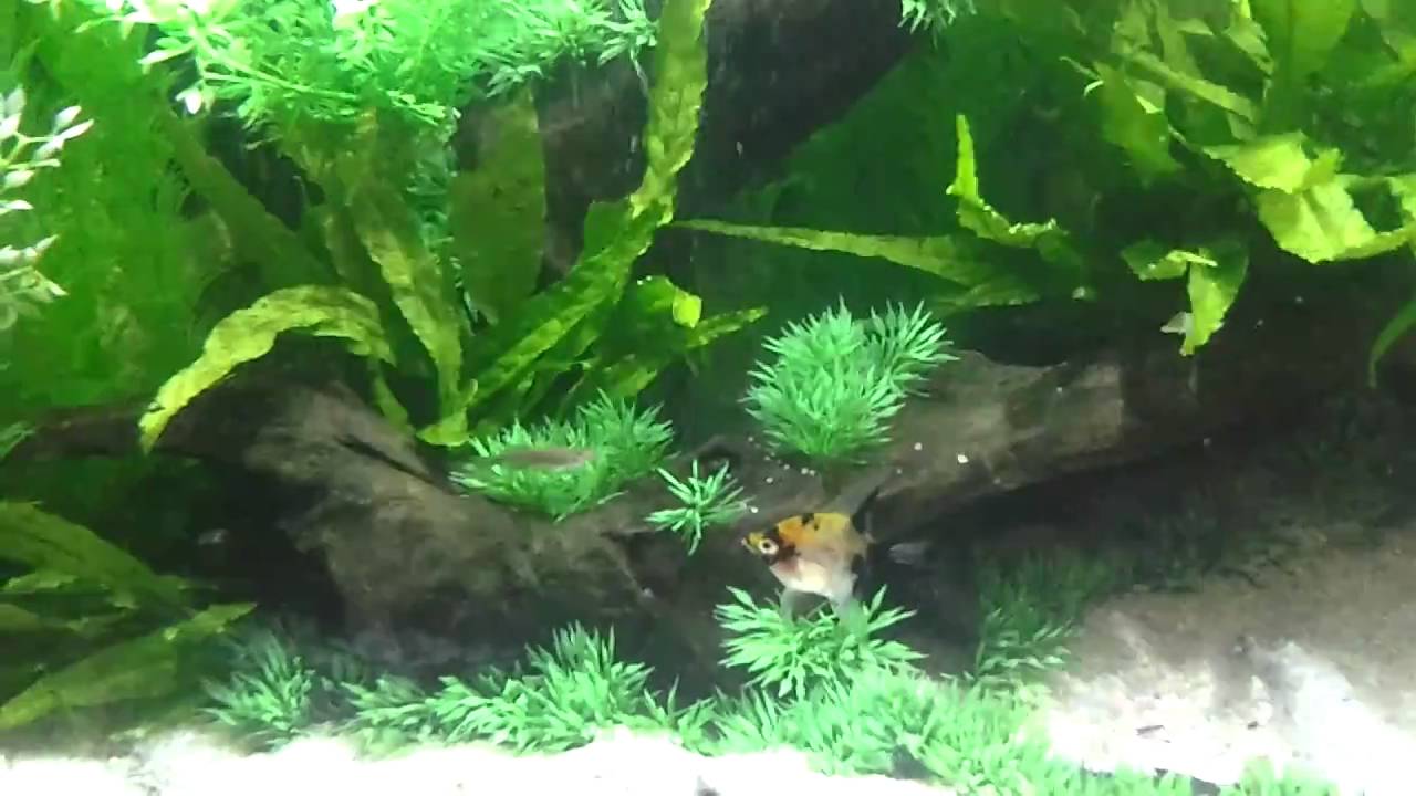 Rena Corner Aquarium Tropical Fish Tank 100 ltr - YouTube