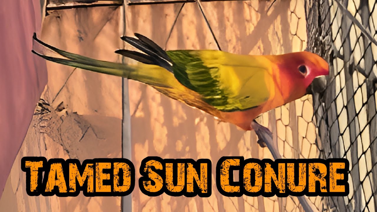 Sun Conure Tamed - 8 - YouTube