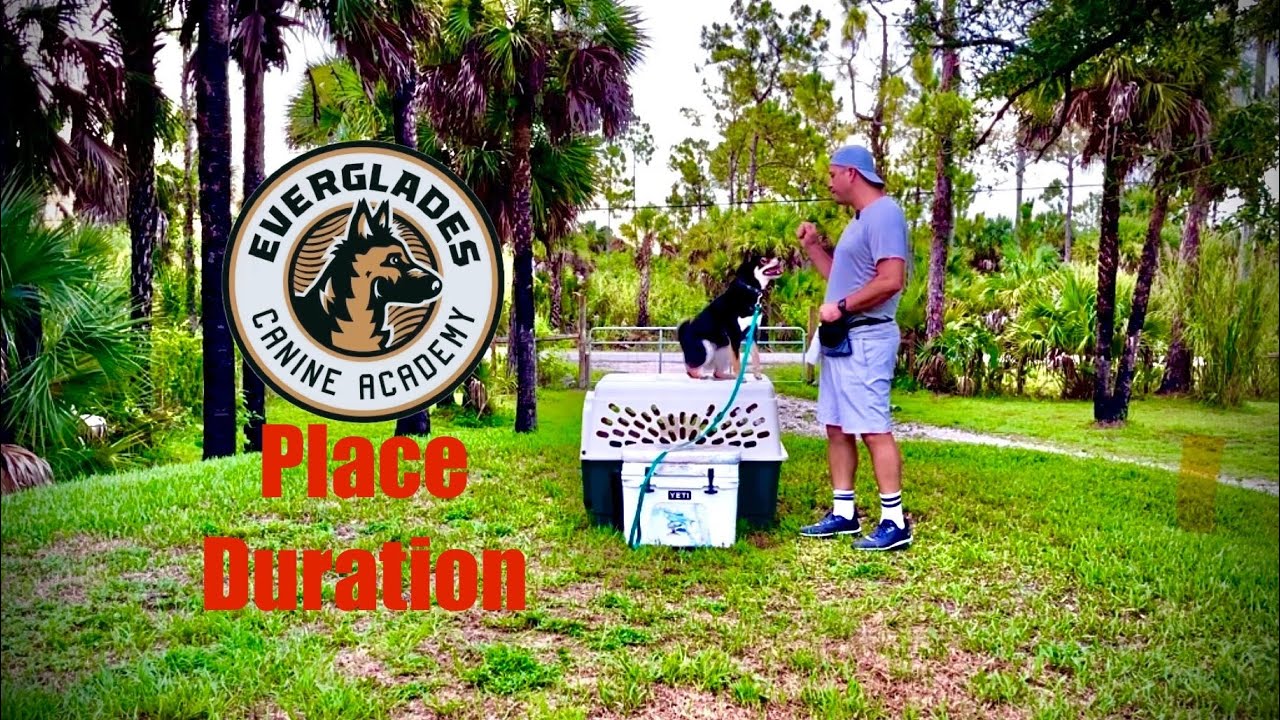 Holding the PLACE COMMAND Training CONDITIONAL CORRECTIONS - YouTube