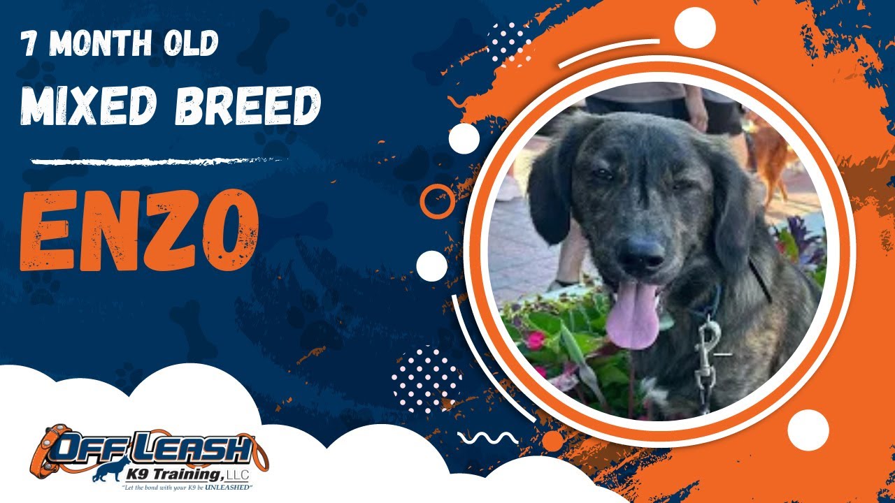 Enzo | 7 Month Old Mix Breed | 1 Week Board & Train | Off Leash K9 ...