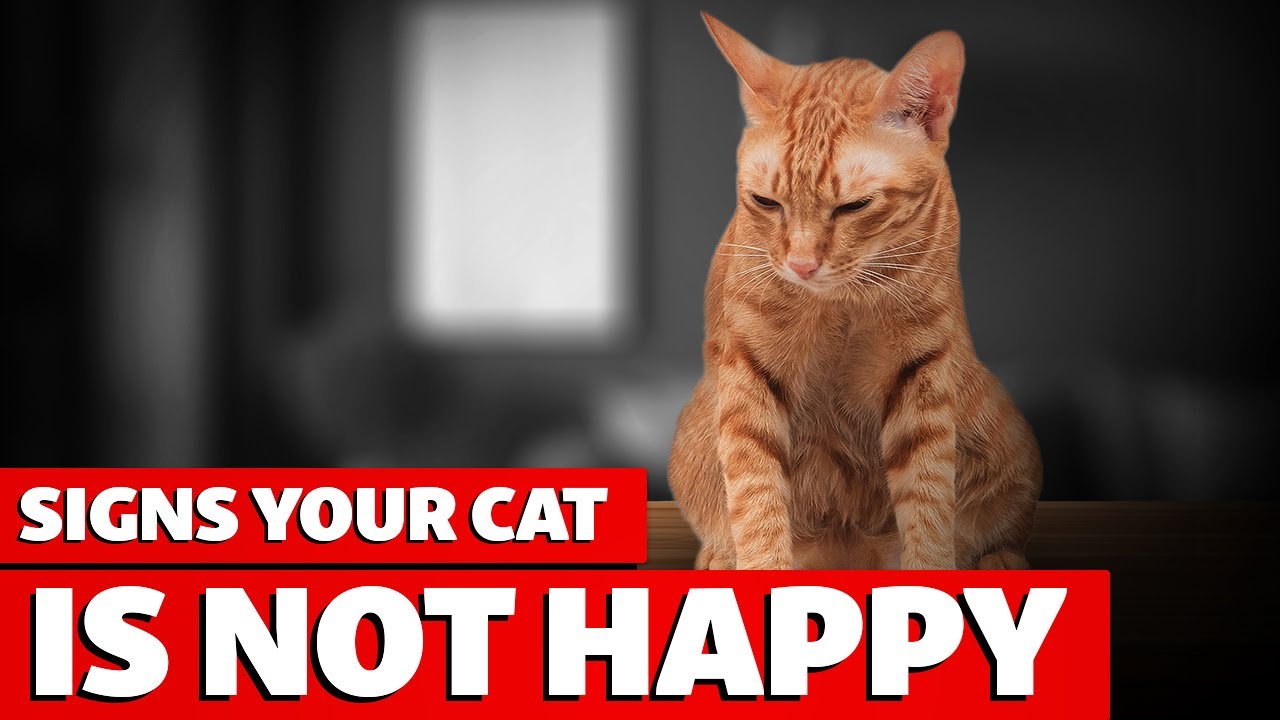 10 Signs Your Cat Is Unhappy You Shouldn't Ignore! - YouTube