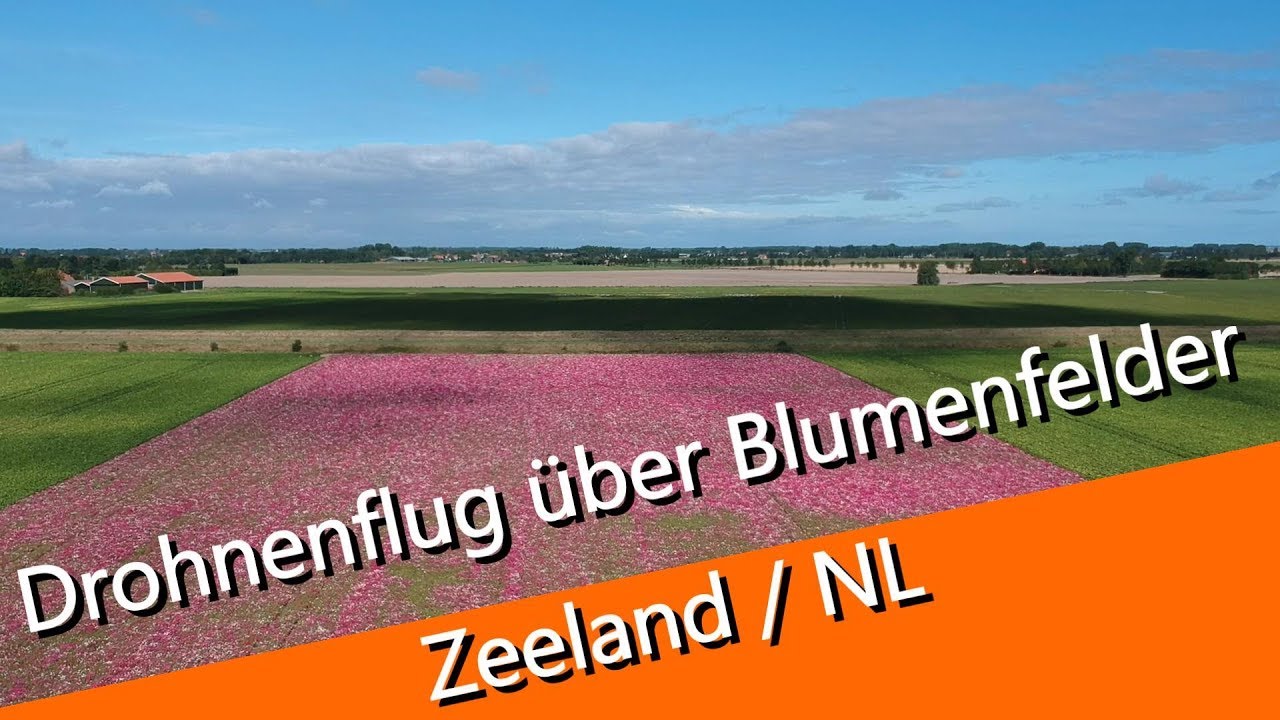 Blumenfeld in Zeeland, ein wunderschöner Blumenteppich von Oben ...