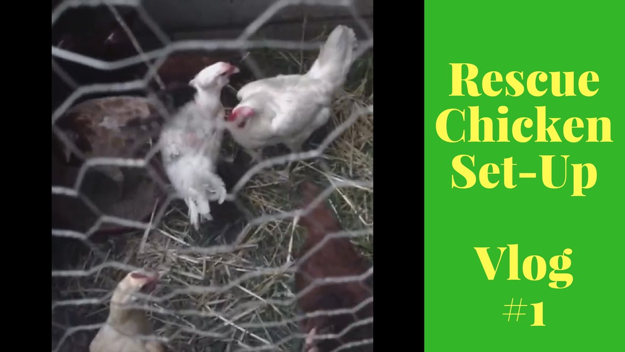 Rescue Chicken Set-Up - YouTube