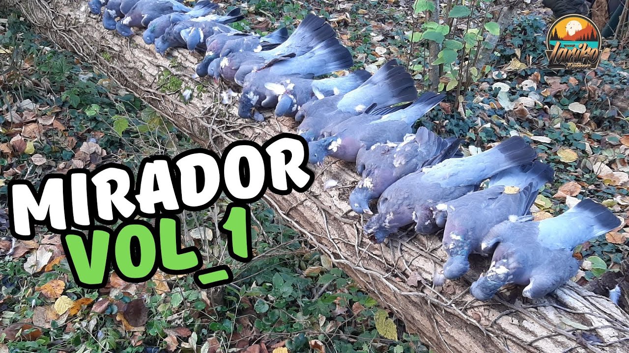 "Pigeons Ramiers en Ligne de Mire - Chasse au Mirador, Vol. 1" - YouTube
