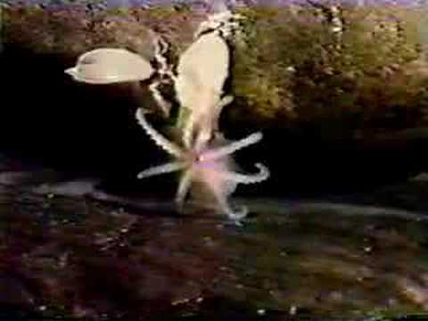 Deep Sea Octopus hatching (Bathypolypus arcticus) - YouTube