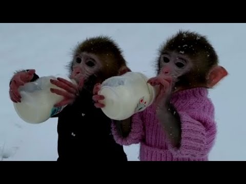 There are two cute little monkeys in the snow - YouTube
