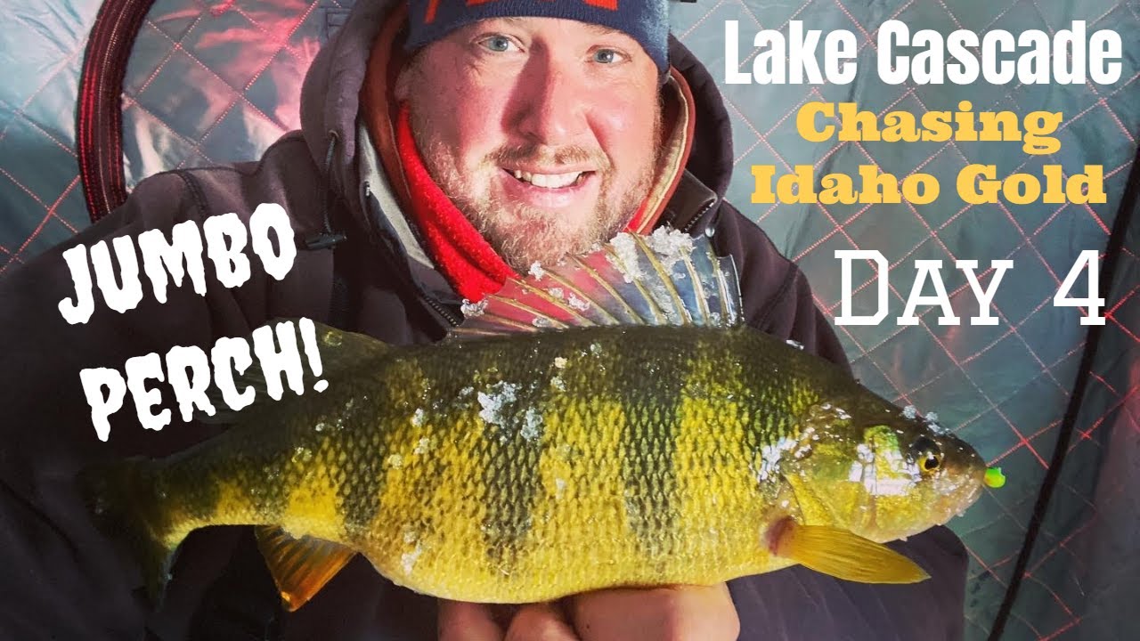 JUMBO PERCH! | Lake Cascade | February 2021 #icefishing #perch #fishing ...