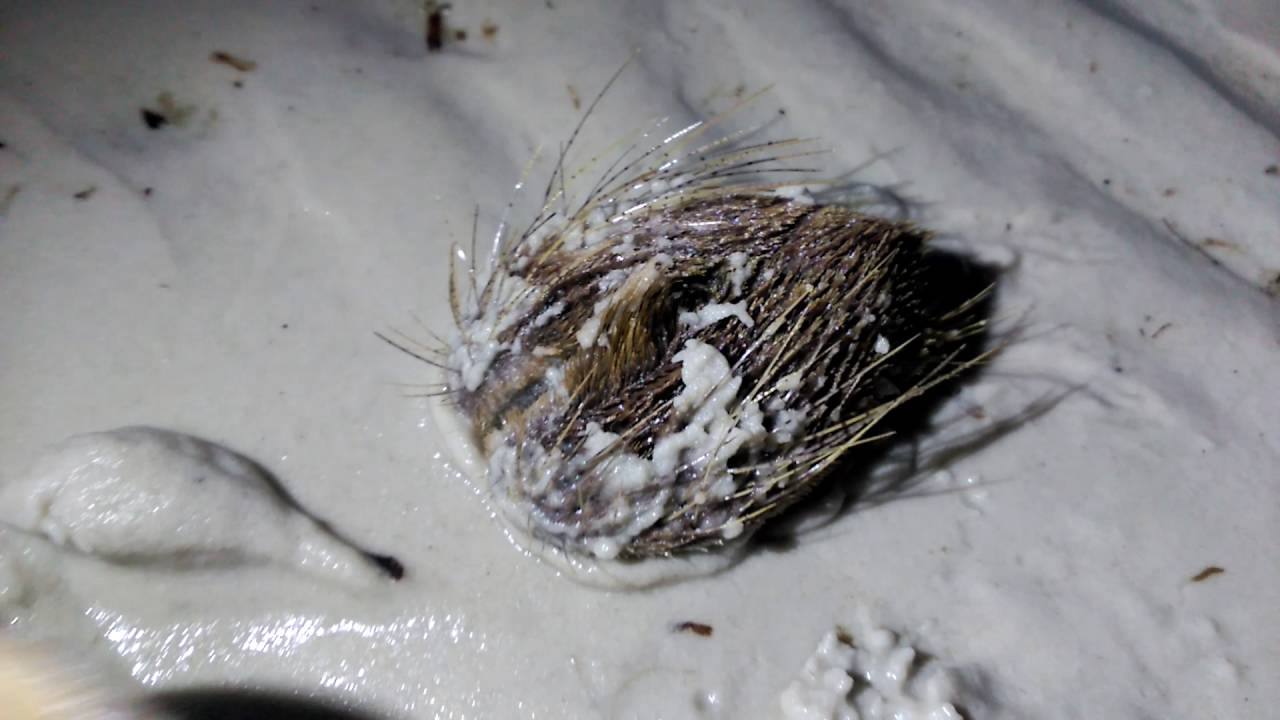 Echinocardium cordatum - sea potato Phu Quoc Vietnam - YouTube