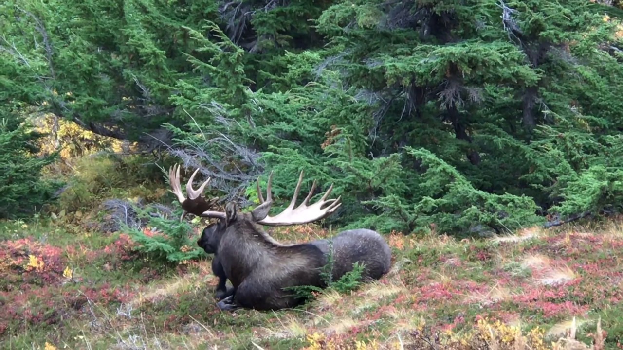 Bull moose in Powerline Pass Ak - YouTube
