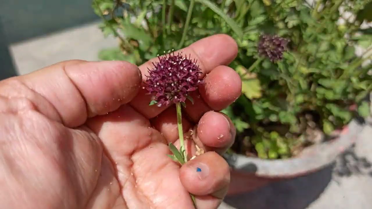 1414 How To Collect And Save Scabiosa Pincushion Seeds Hindiurdu Youtube
