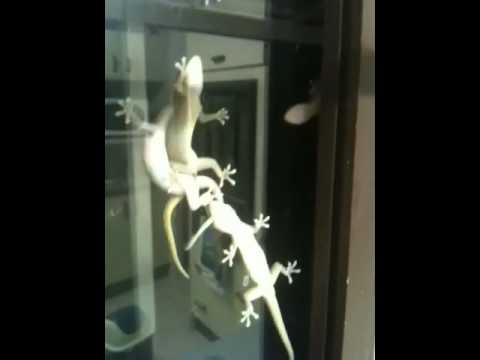 Holy cow! Gecko fight! - check out the tail bite! the fight is real ...