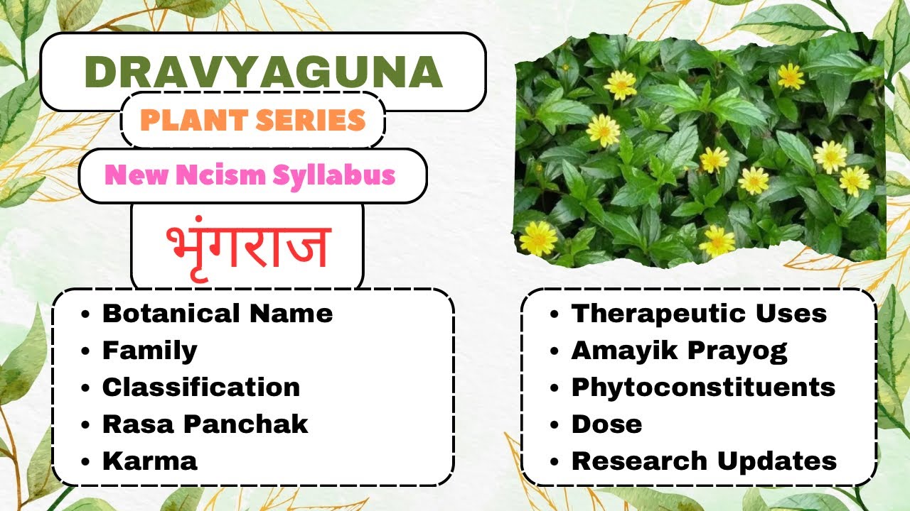 BHRUNGARAJA|Dravyaguna Plants Series|#bams2ndyear #plants#dravyaguna# ...