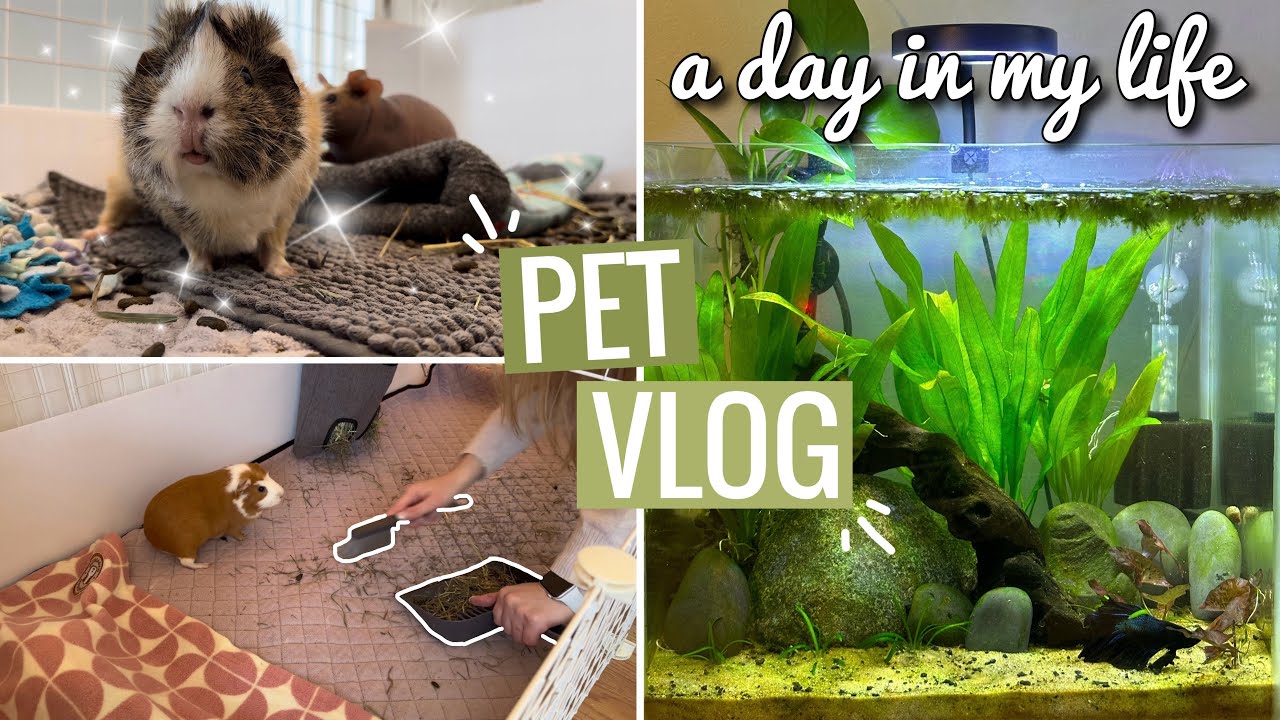 PET VLOG || a day in my life with 8 pets - YouTube