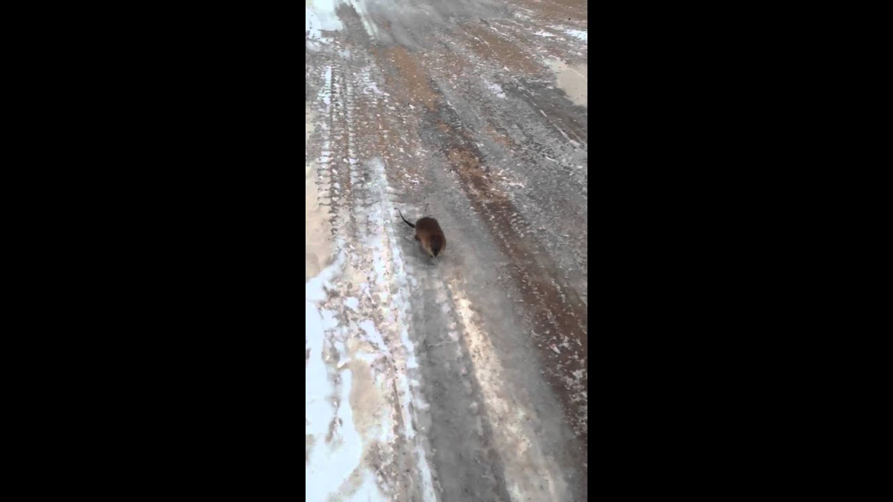 Muskrat attack - YouTube