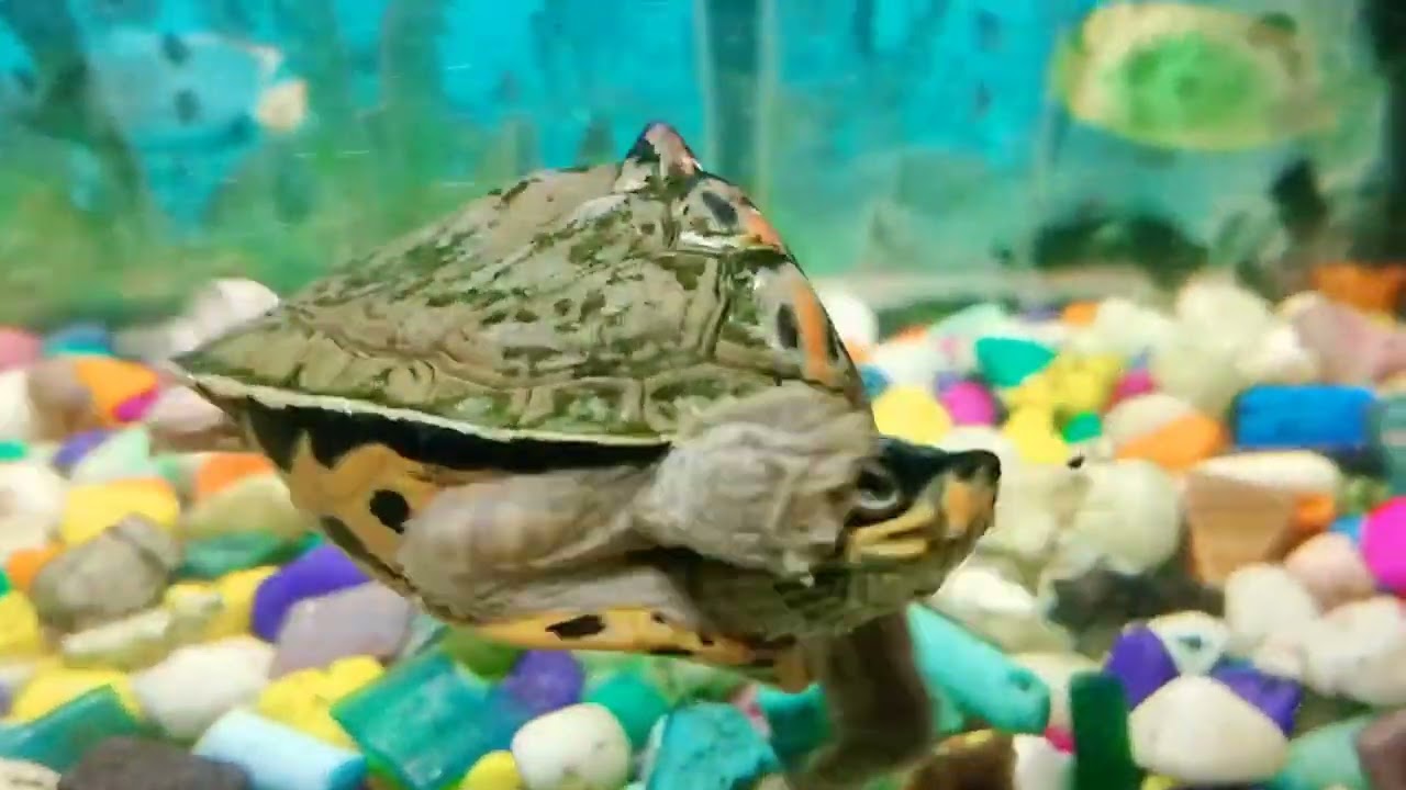 Kachhuwa || #turtle Betta Fish, Golden Fish #fish #goldfish#cutefish ...