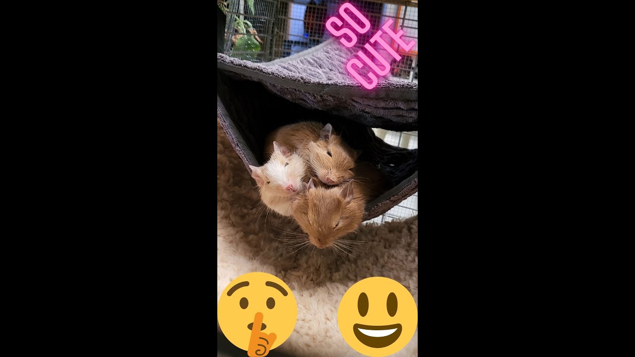 Taming the DEGU🥰 CUTE Animal Pets - YouTube