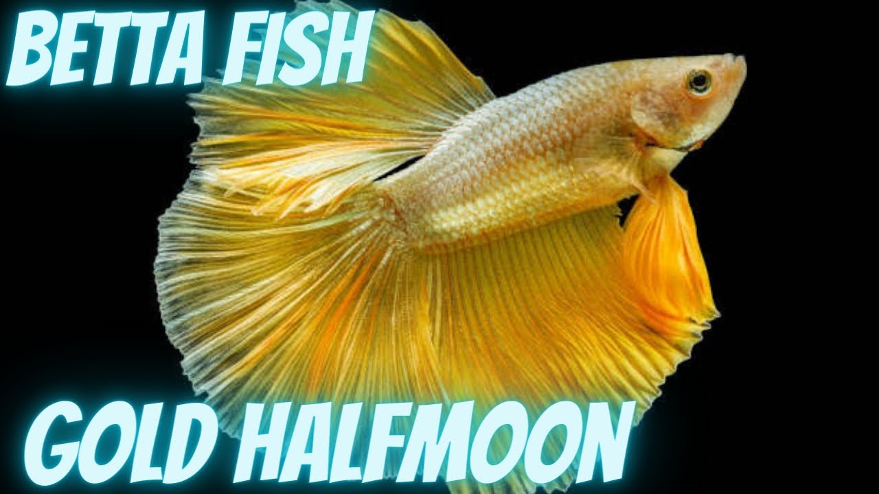 🌟BETTA FISH - GOLD HALFMOON🌟| Viral Video | #bettafish - YouTube