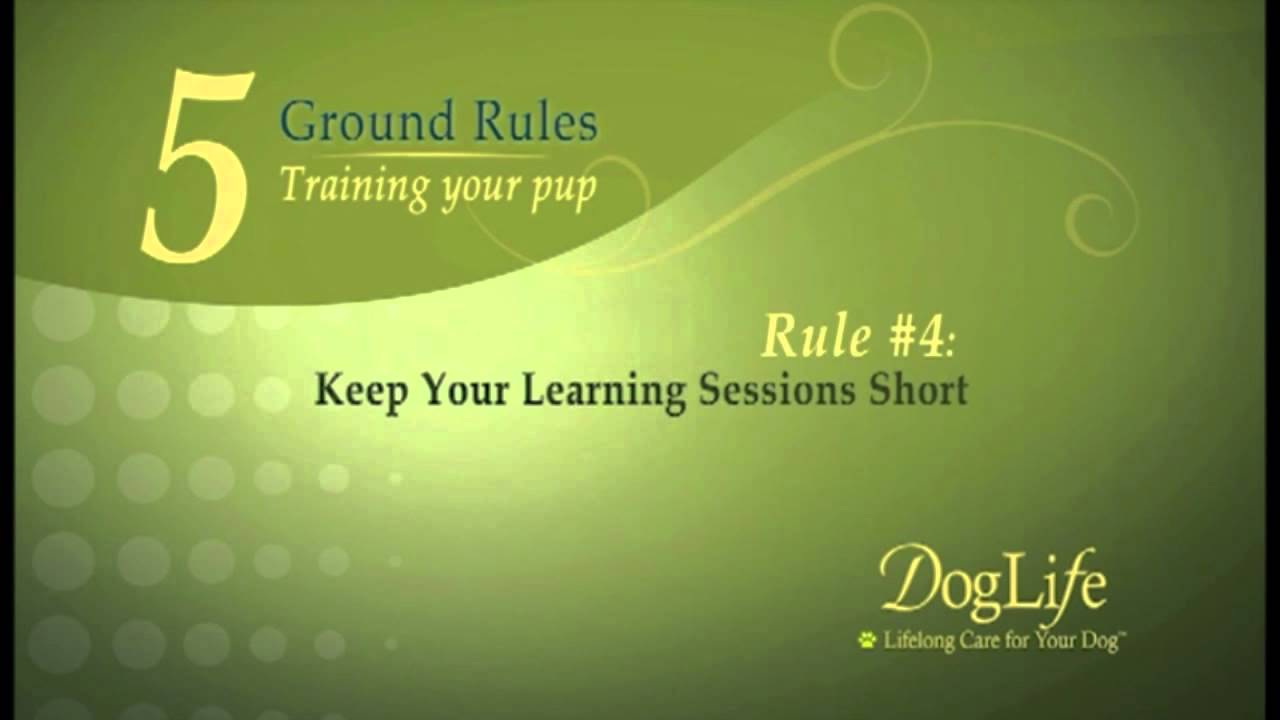 5 Rules For Puppy Training YouTube 5-rules-for-puppy-training-youtube