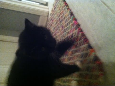 Kitty Sue, the furious BEAST