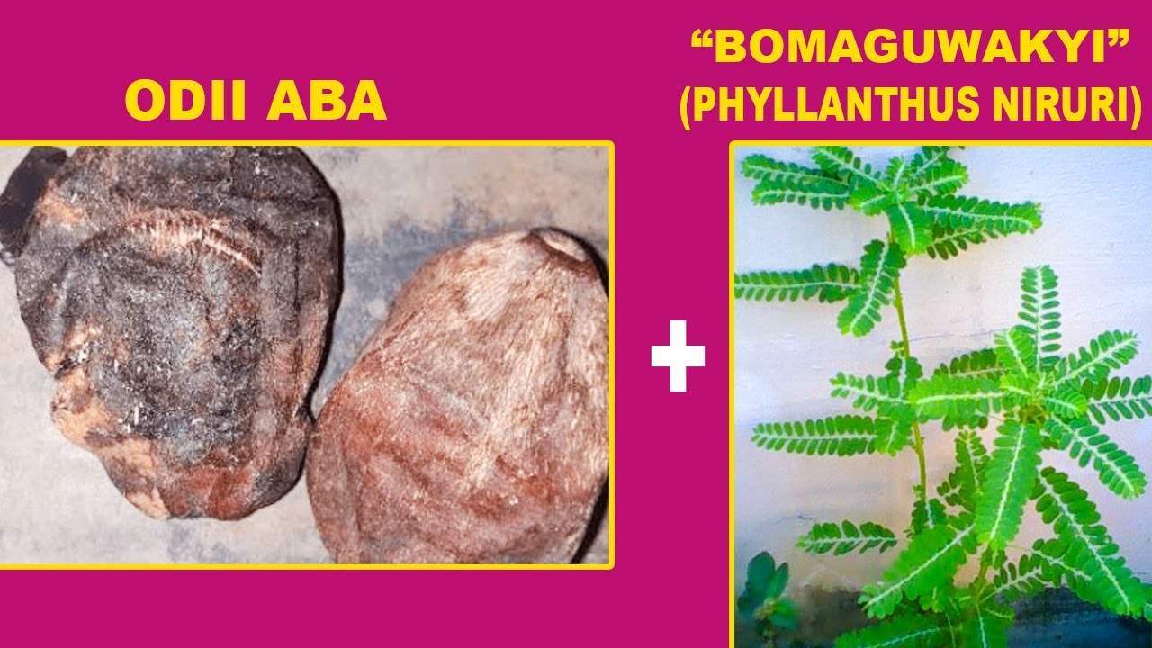 PHYSICAL & SPIRITUAL USES OF ODII ABA + BOMAGUWAKYI (PHYLLANTHUS NIRURI ...
