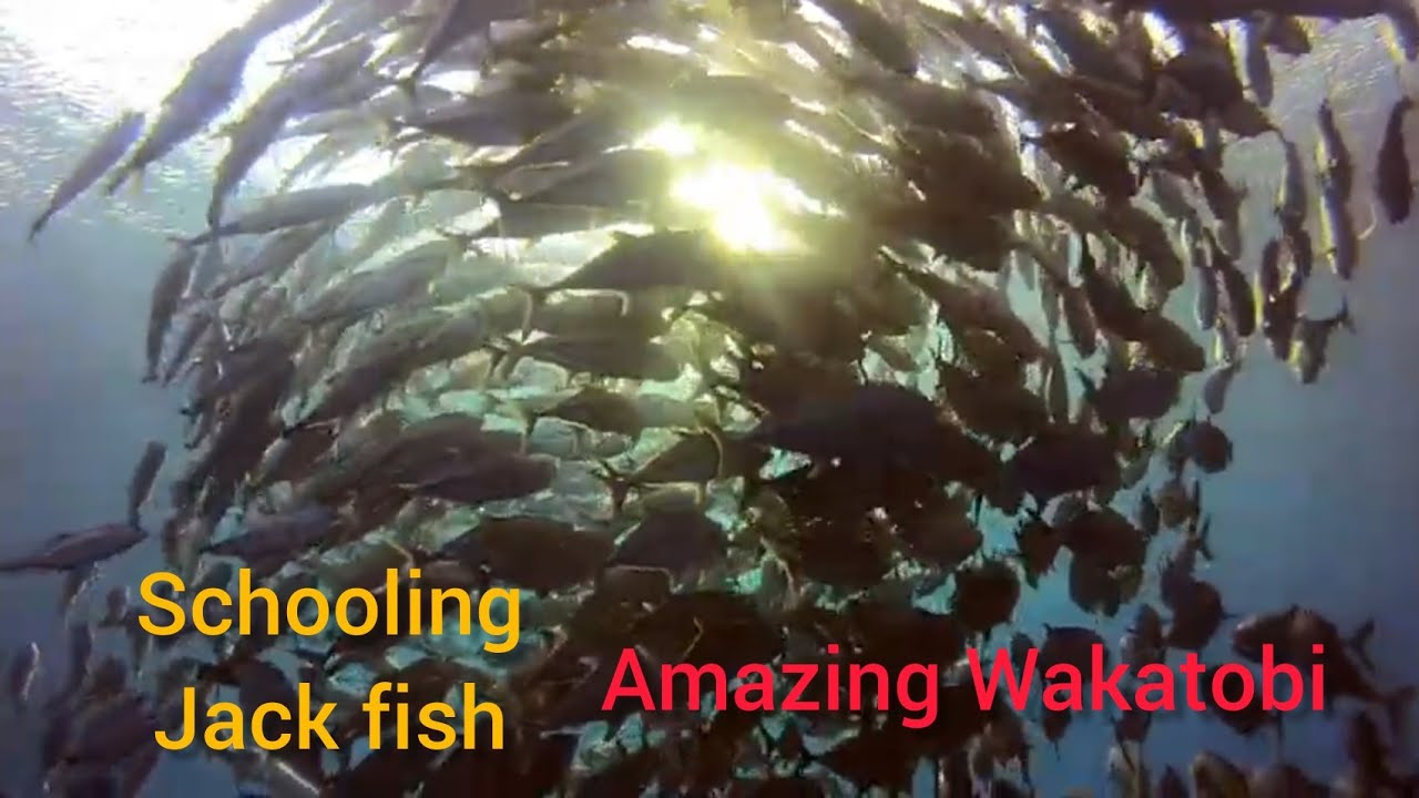 diving Ali reef, Tomia wakatobi. - YouTube