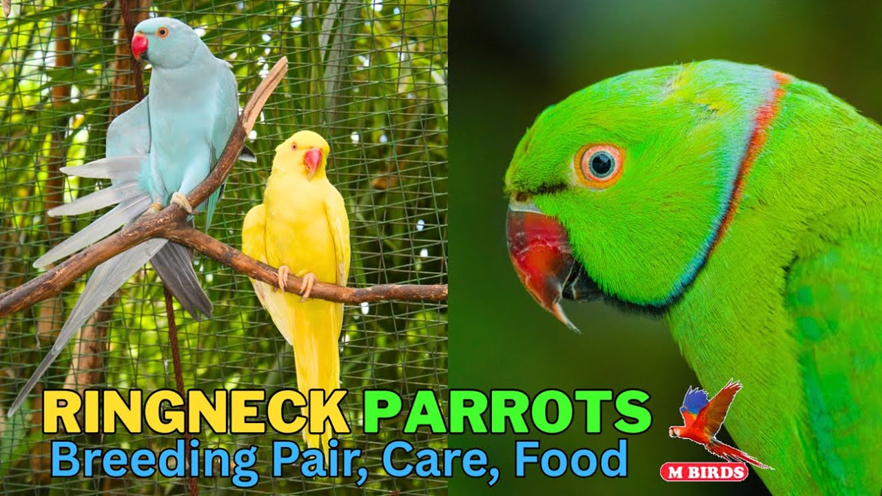 Ringneck Parrots Breeding Pair | Care, Diet & Breeding Tips | Mbirds803 ...