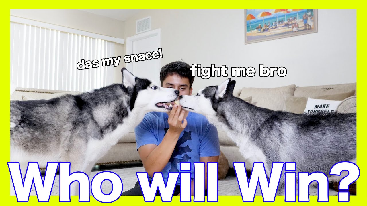 Dogs try the patience test! (Who will win?) - YouTube