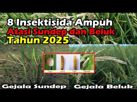 REKOMENDASI 8 INSEKTISIDA UNTUK SUNDEP DAN BELUK TAHUN 2025