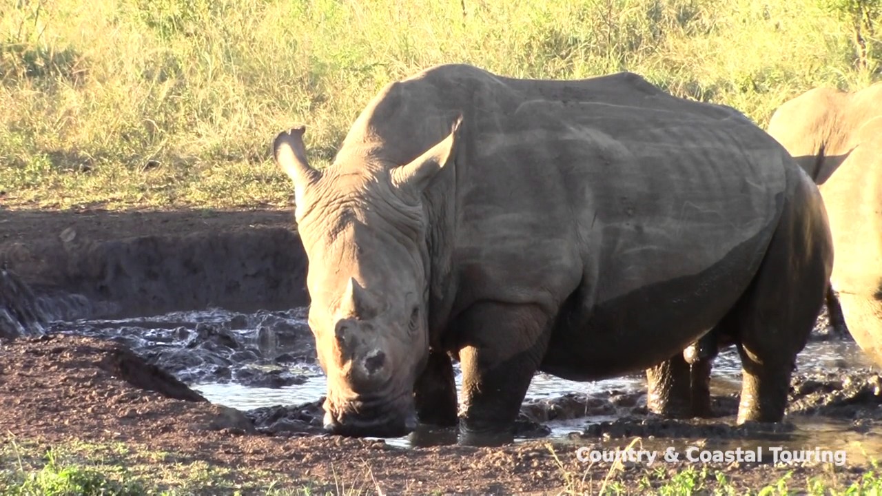 Crash of Rhino Somewhere in KwaZulu-Natal - YouTube