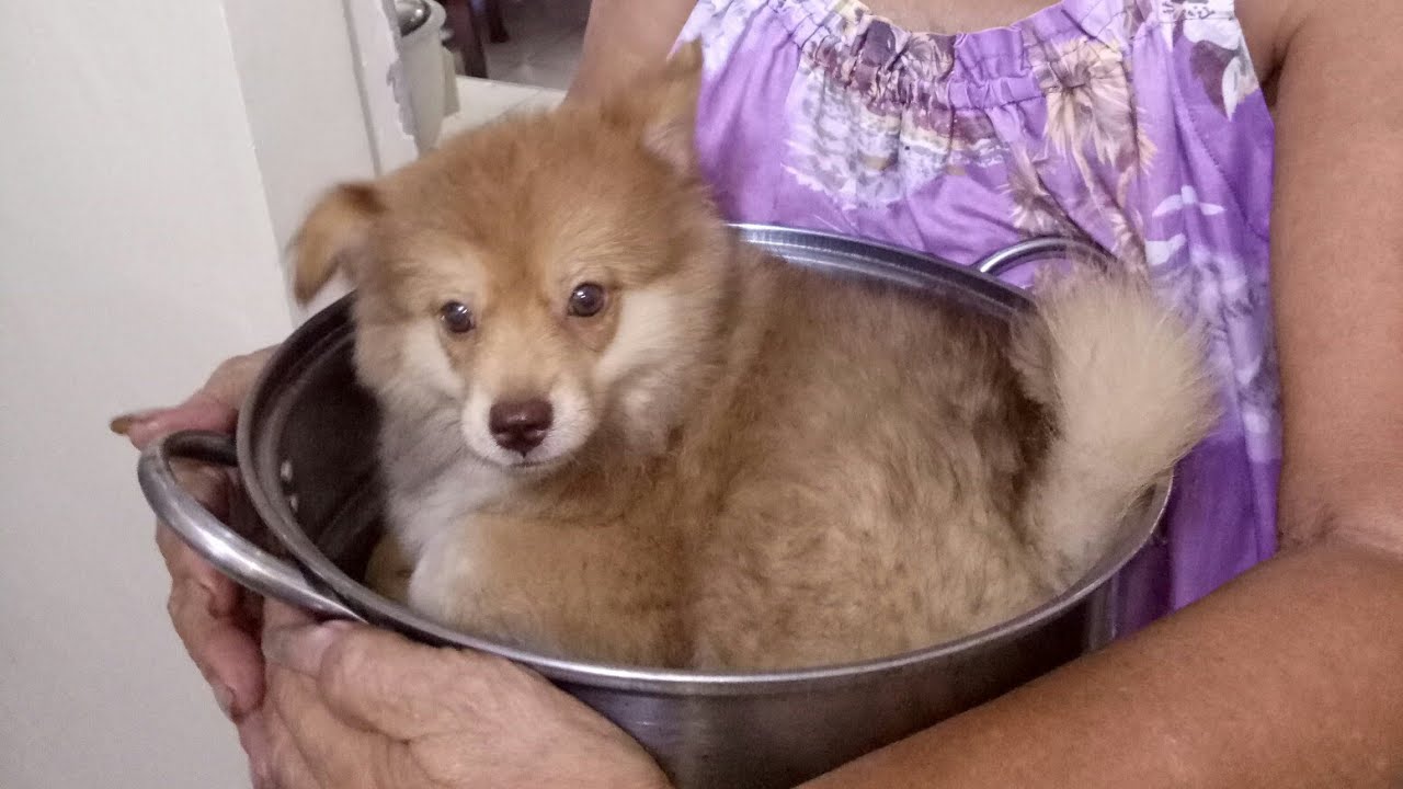 DOG IN A POT 😁😁😁 COOKING RUMBA HUMBA 📌 - YouTube
