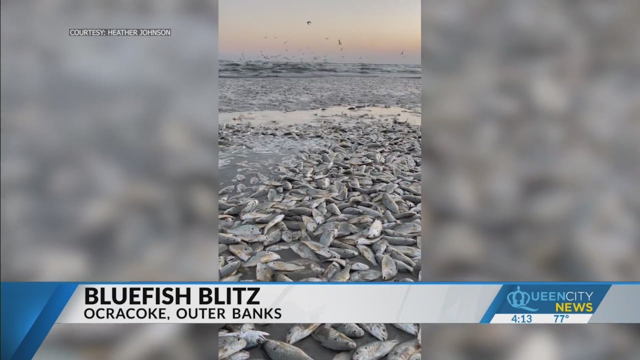 Bluefish Blitz: Thousands of fish wash ashore on Ocracoke Island - YouTube