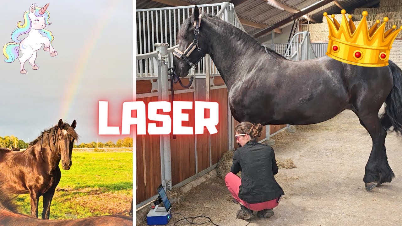 Who's in foal? | Laser and a rainbow for Queen👑Uniek | Friesian Horses ...